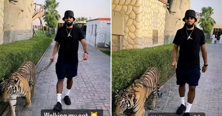 walking with tigers